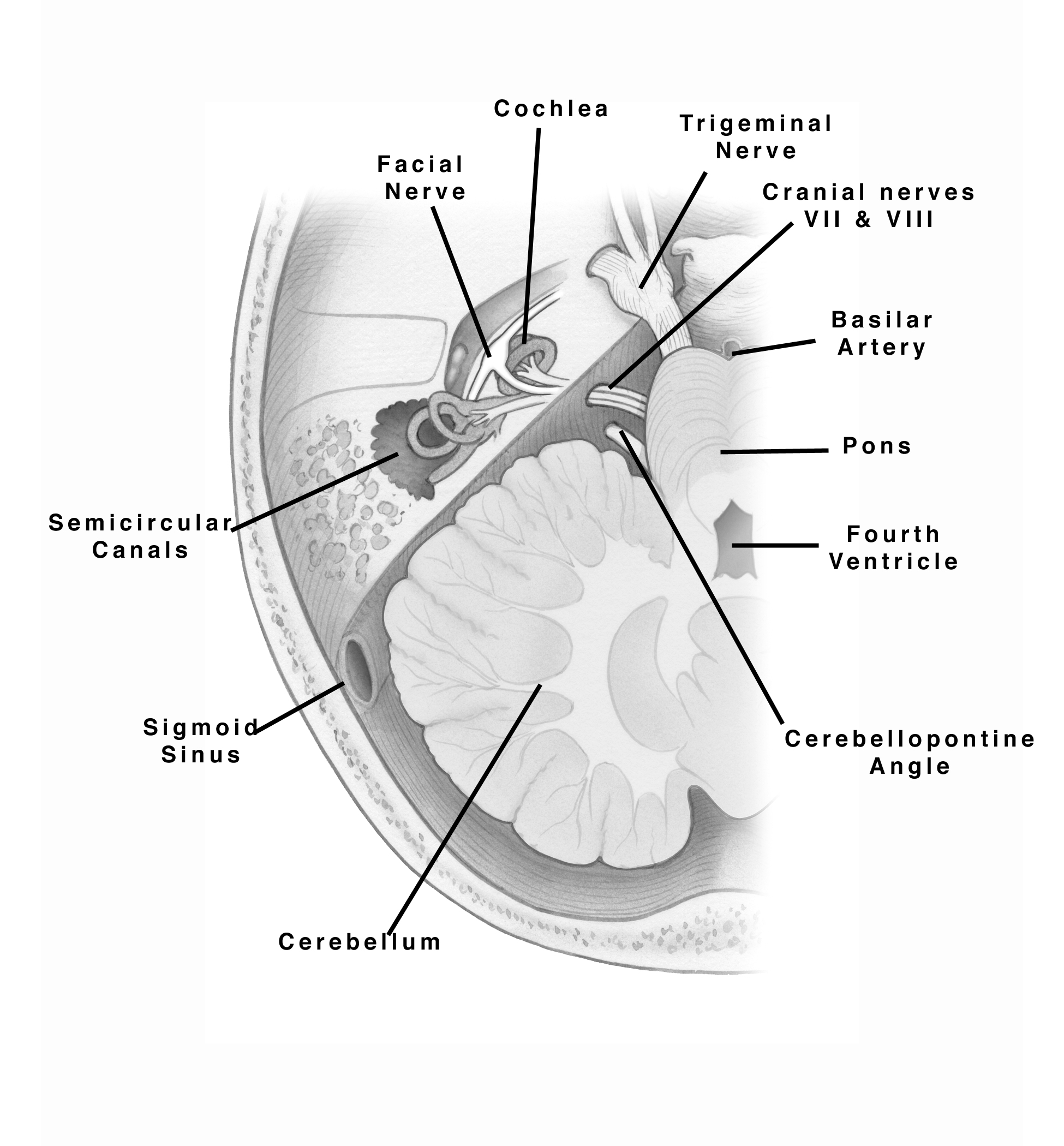 Cerebellopontine Angle Nerves