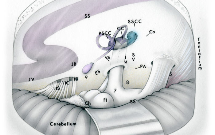 Surgical Anatomy – Skull Base Surgery Atlas