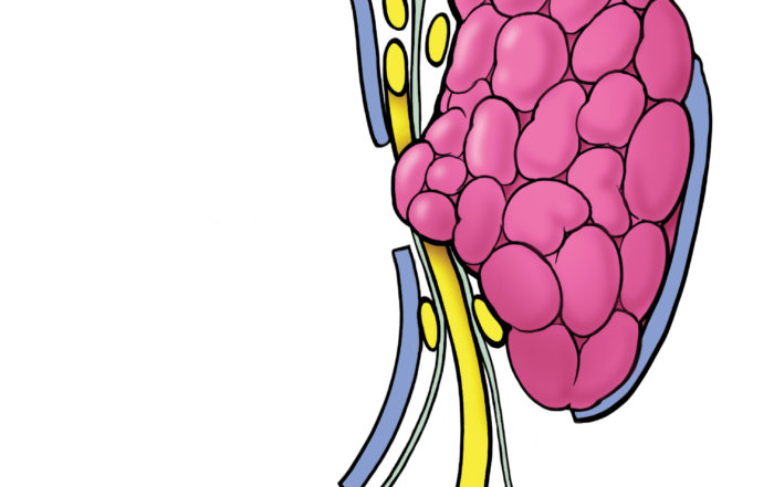 Jugular Foramen Approaches – Skull Base Surgery Atlas